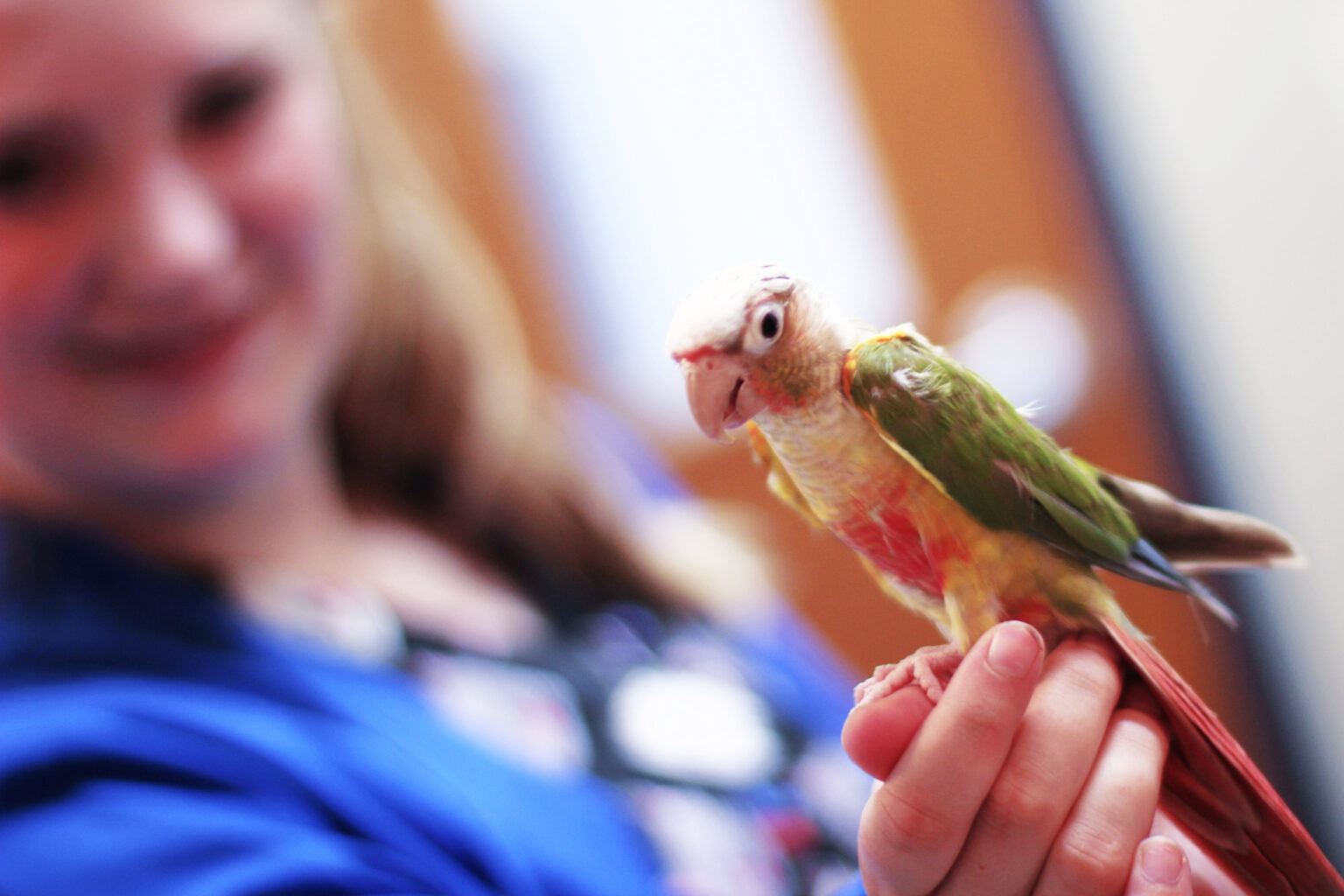 Exotic and Avian Comprehensive Medicine - Wildwood Animal Hospital and ...