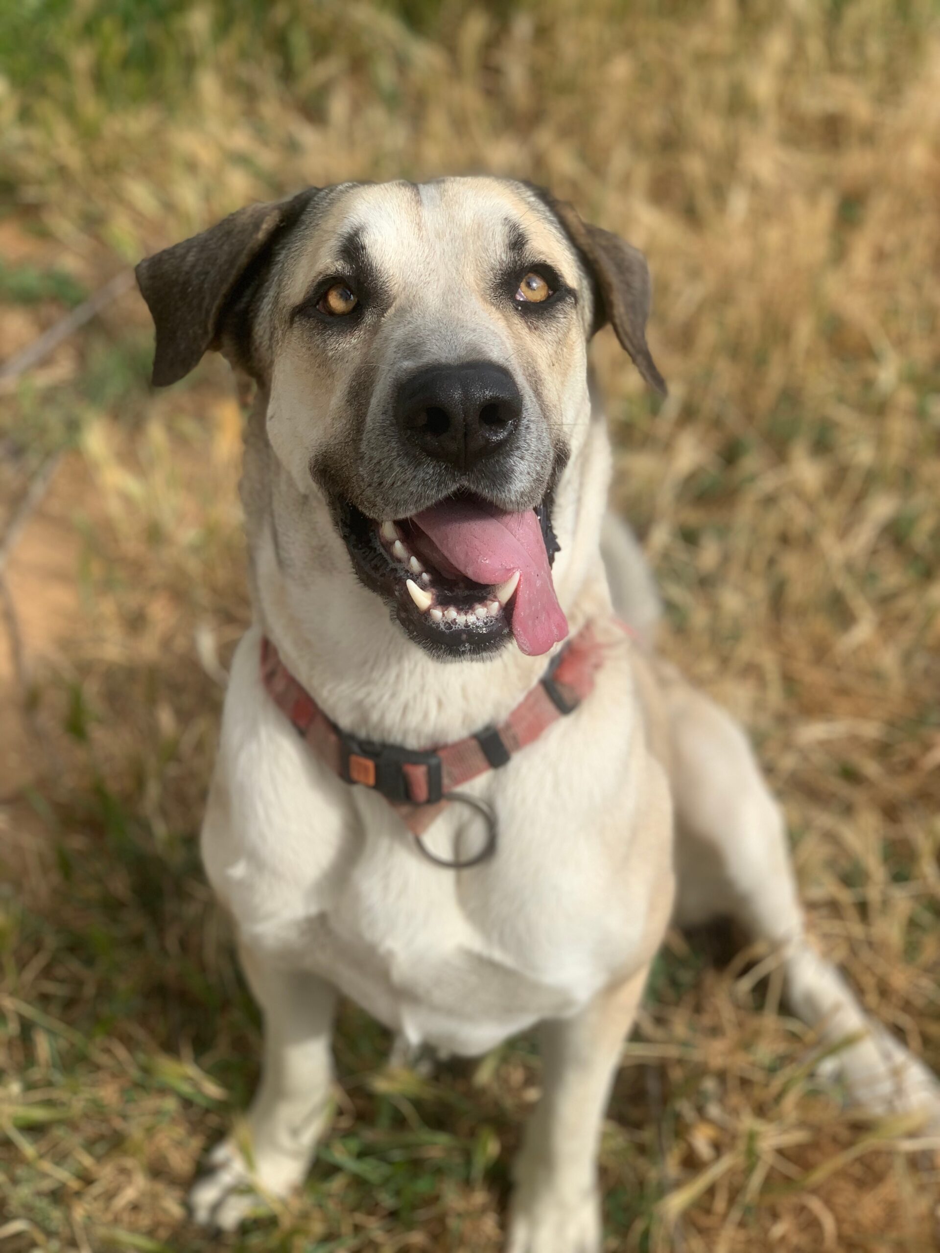 Wellness Plans - Wildwood Animal Hospital and Clinic